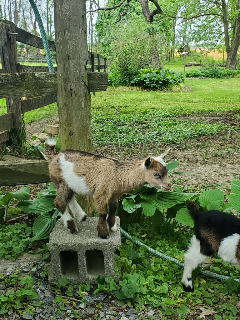 5 things to know before you get a goat